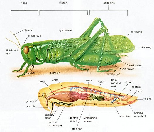 Grasshopper Dissection Lab Companion